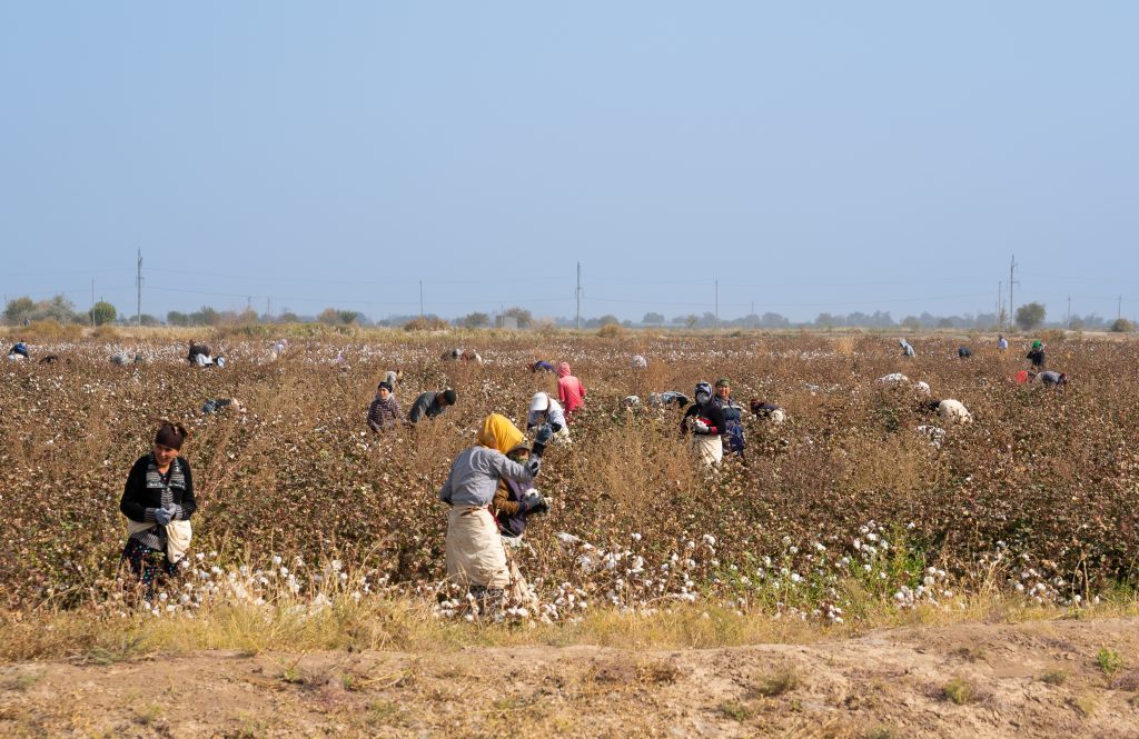 "Significant risks" remain in Uzbek cotton sector - Apparel Insider